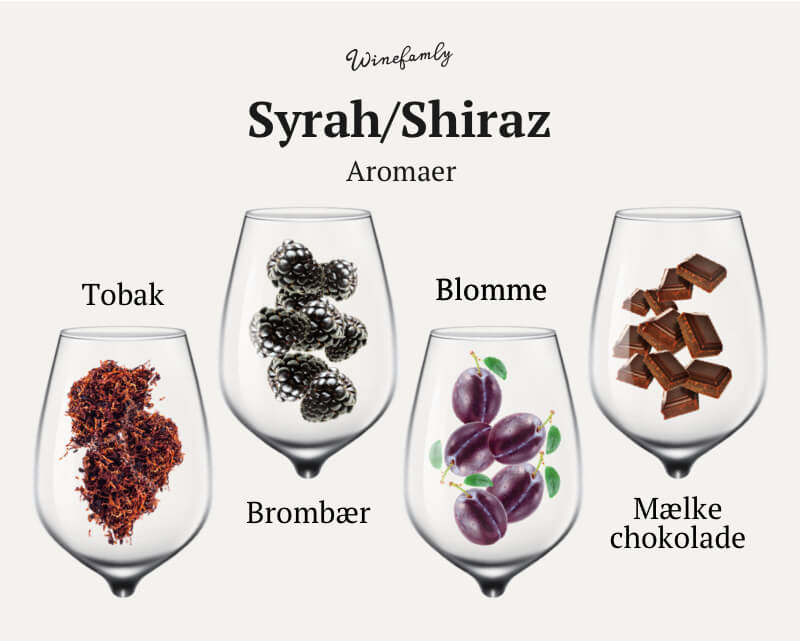 GUIDE: Den lille hurtige til Syrah